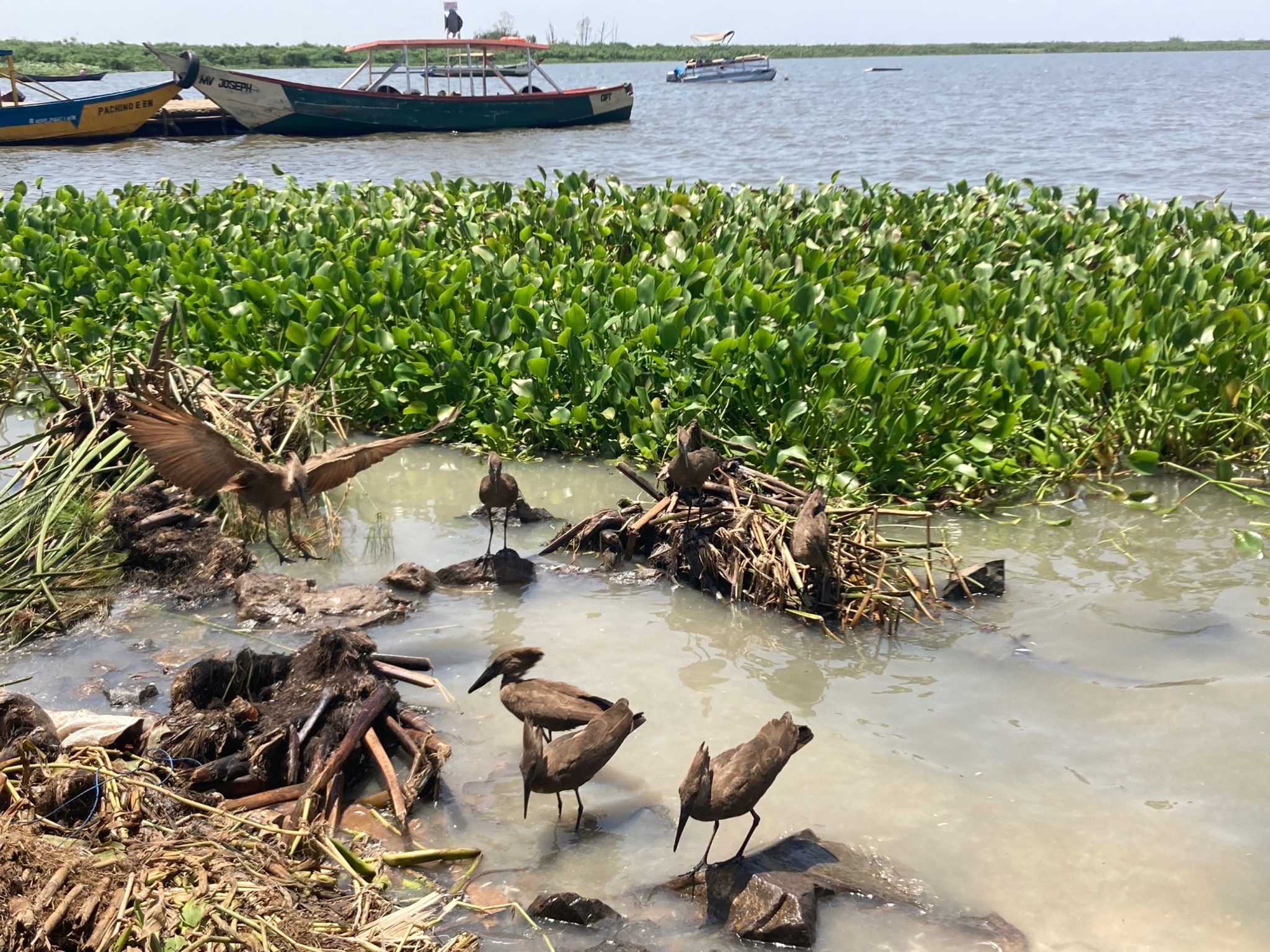The Devil is in the Details: Opportunities and Harms of Water Hyacinth ...